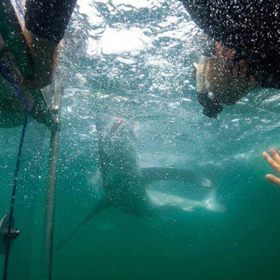 California Shark Diving | Daily Shark Dives in Southern California