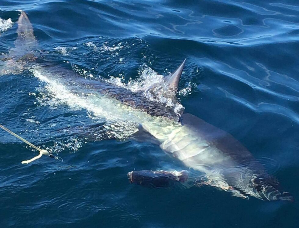 California Shark Diving | Daily Shark Dives in Southern California