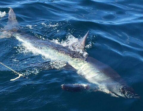 California Sharks | Meet the Sharks | California Shark Diving