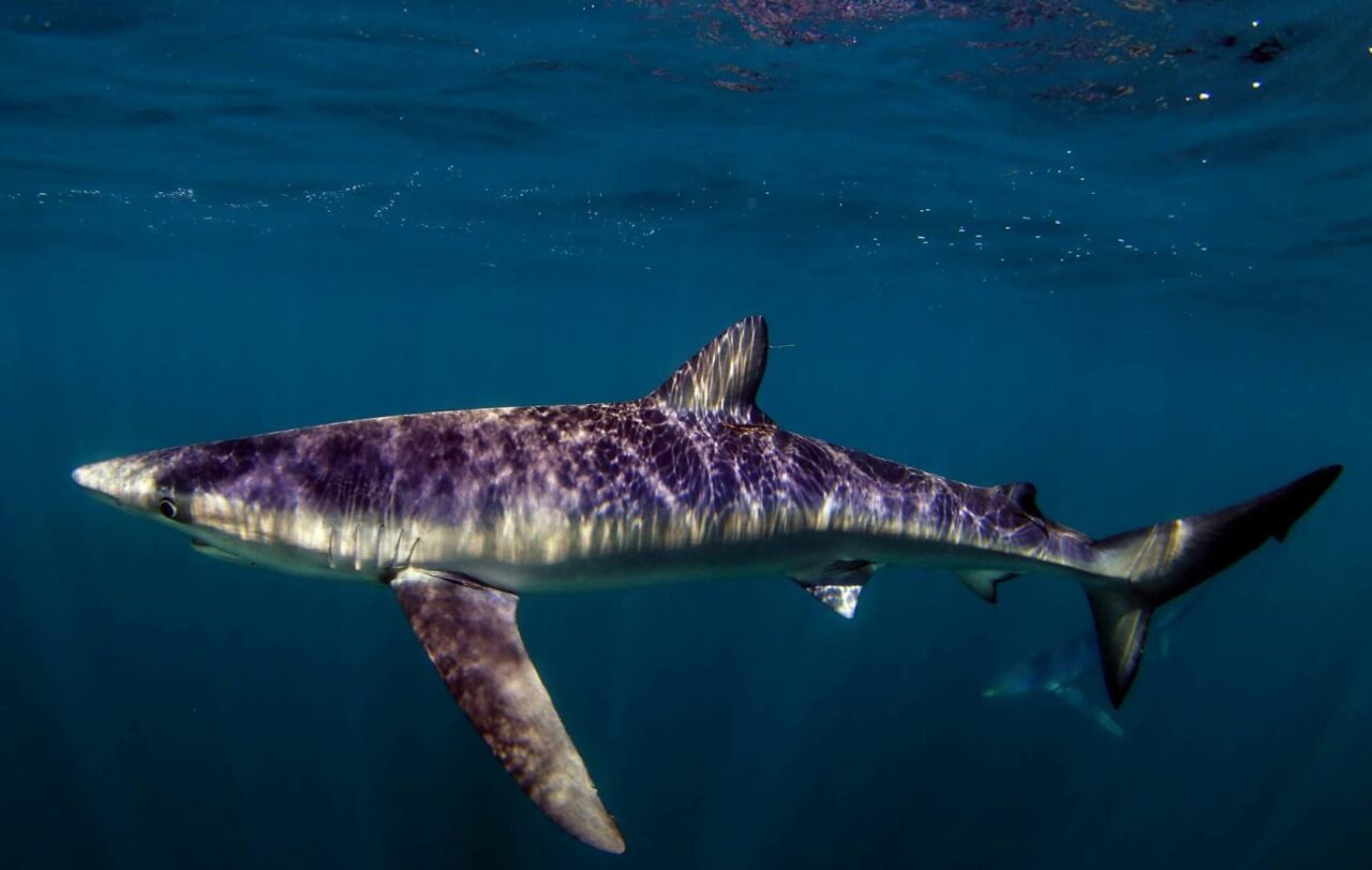 California Sharks | Meet the Sharks | California Shark Diving